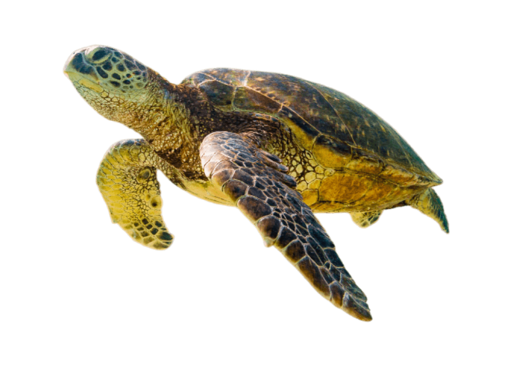 The story of Shelly the turtle | Nicky Tissue