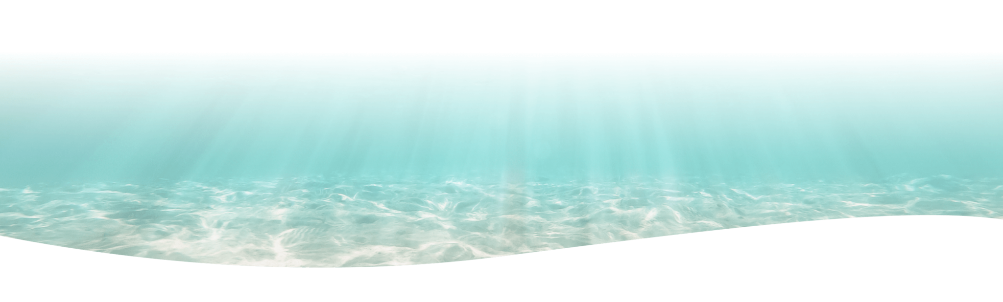 The story of Shelly the turtle | Nicky Tissue